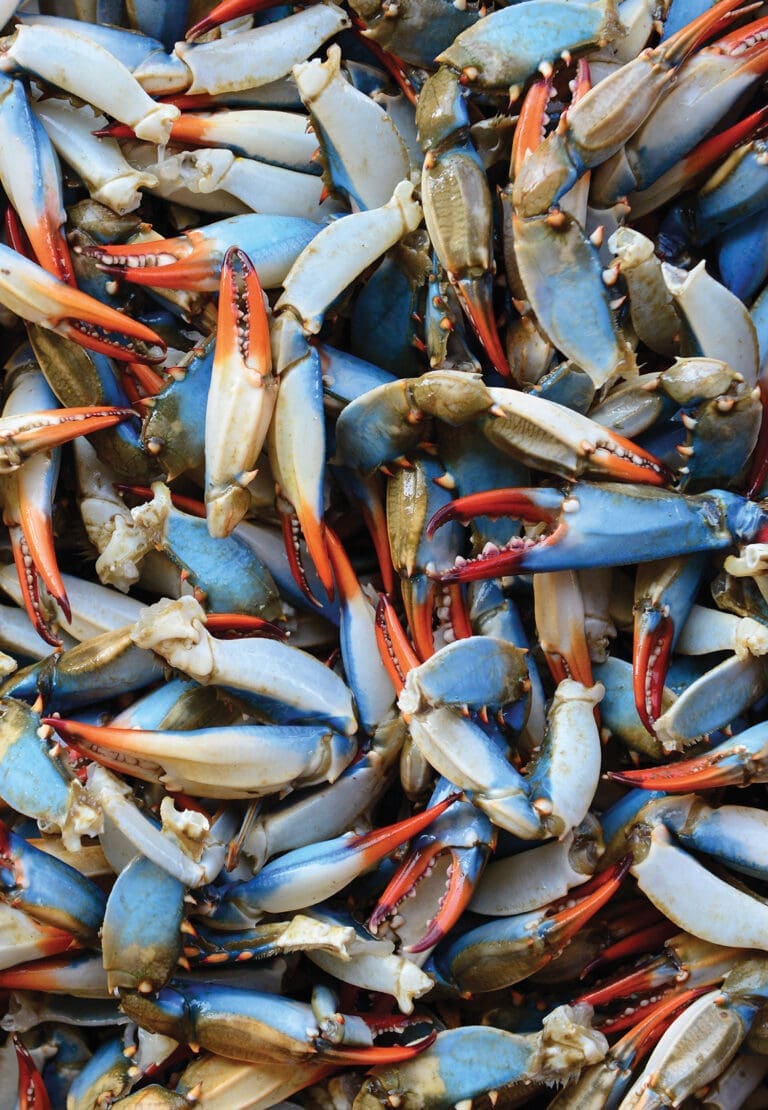 Photographer Jay Fleming chronicles the Chesapeake Bay | Virginia Living