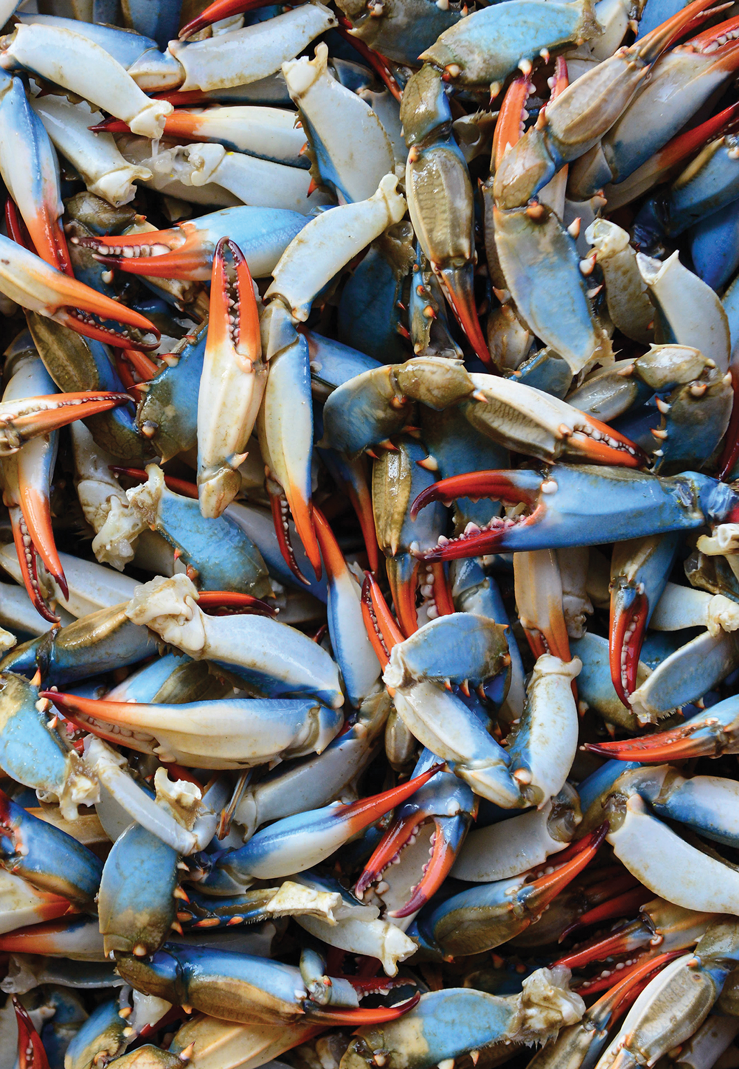 Photographer Jay Fleming chronicles the Chesapeake Bay | Virginia Living