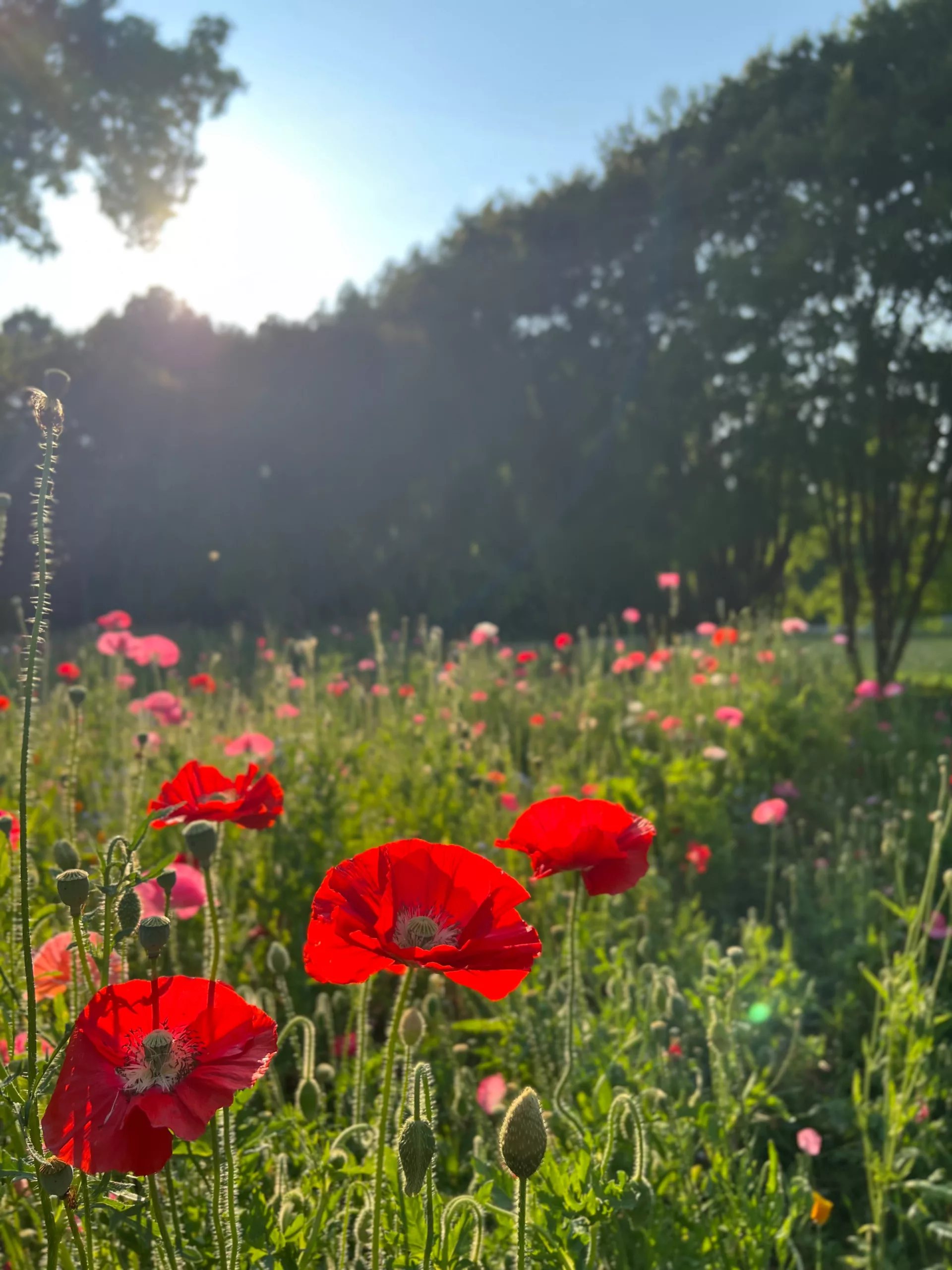Celeste Farms Takes Farm-to-Table to a New Level | Virginia Living